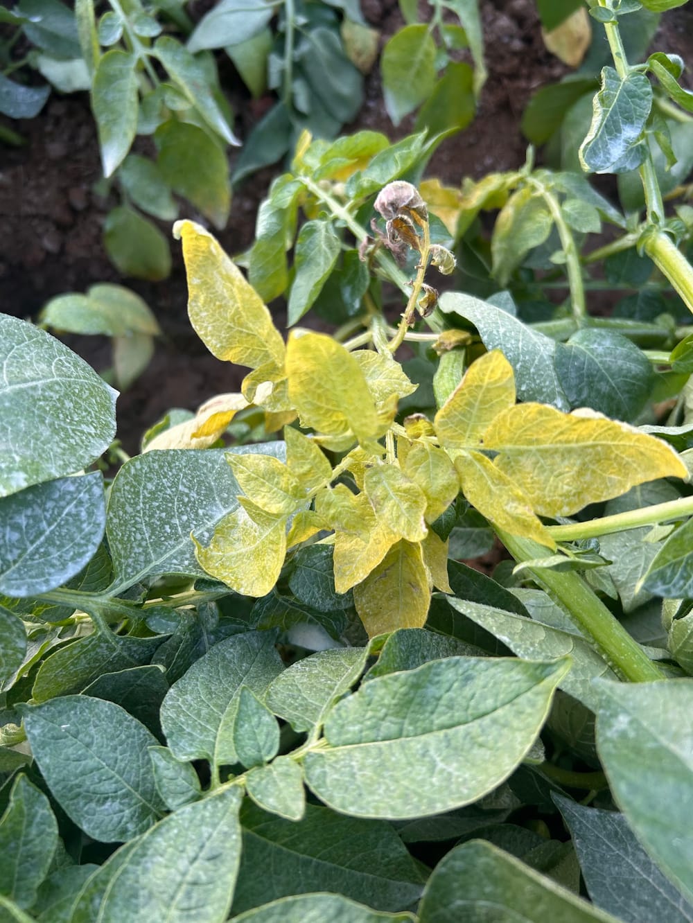 Potato Leaves Turning Yellow - Treatment