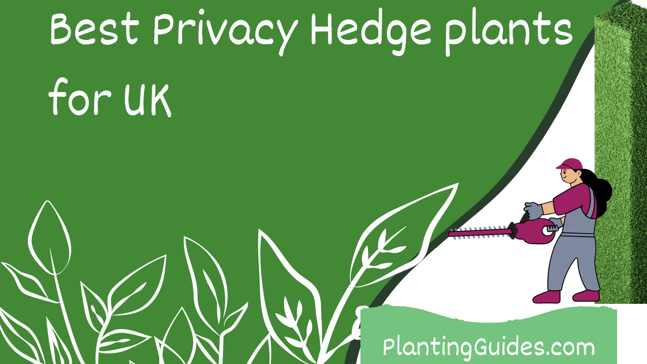 Best privacy plants (hedges) for UK - Complete list