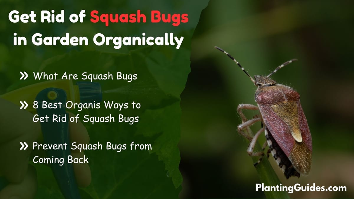 Get Rid of Squash Bugs in Garden Organically