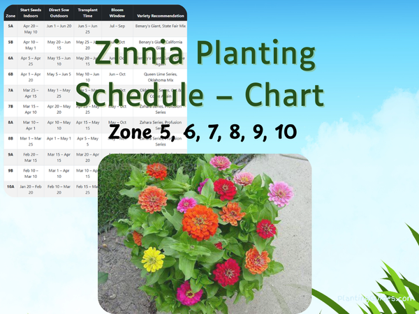 Zone 10 Planting Schedule - Chart